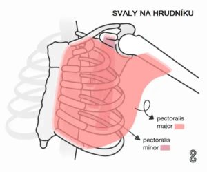 TOP 9 cviků, jak vypracovat prsní svaly doma (rady & tipy)
